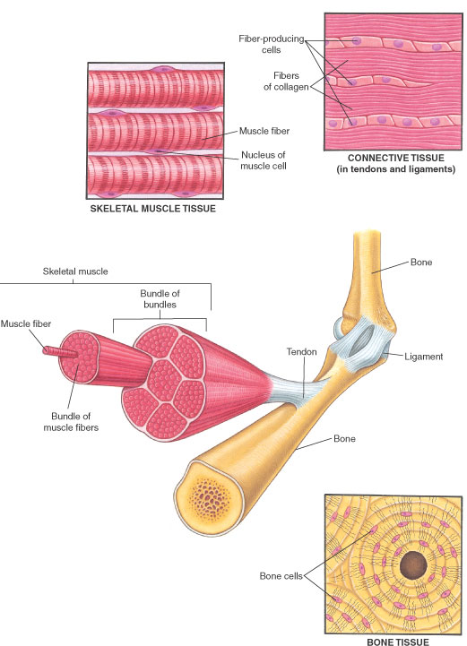 tendon tissue