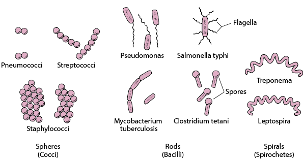 Bacteria Definition Types Classification