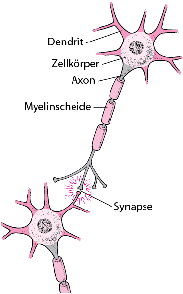 Pin Bau Der Nervenzelle