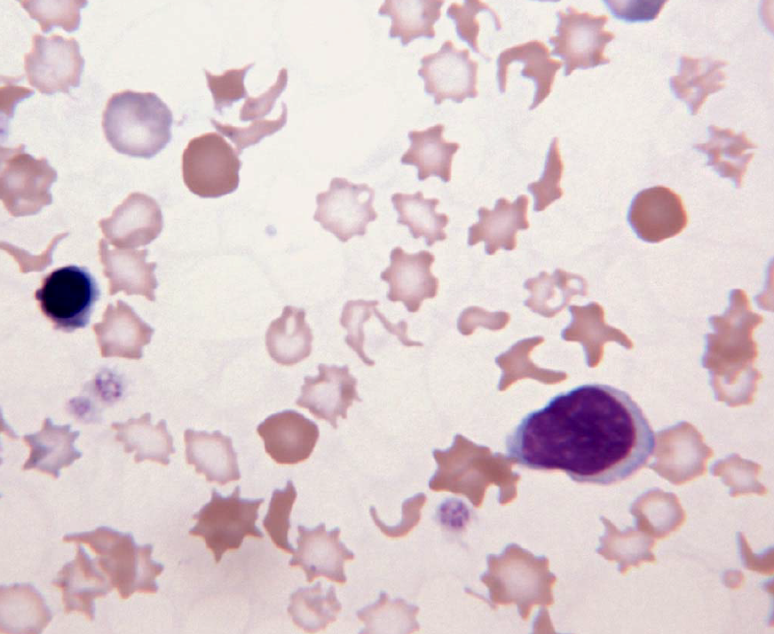 Piglet with pale mucous membranes | Additional Test Results | Case ...