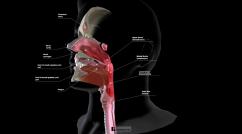 Laberintitis purulenta - Trastornos otorrinolaringológicos - Manual MSD ...